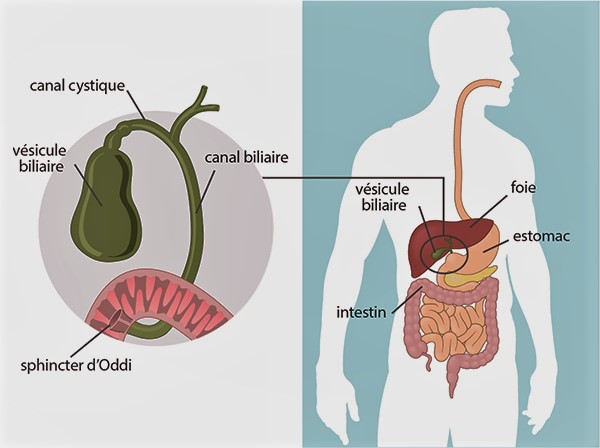 Vésicule biliaire : les signes qui alertent – Le Jeune Indépendant